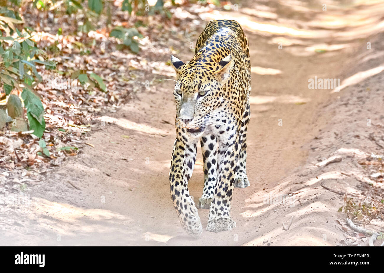 Human hunting leopard hi-res stock photography and images - Alamy