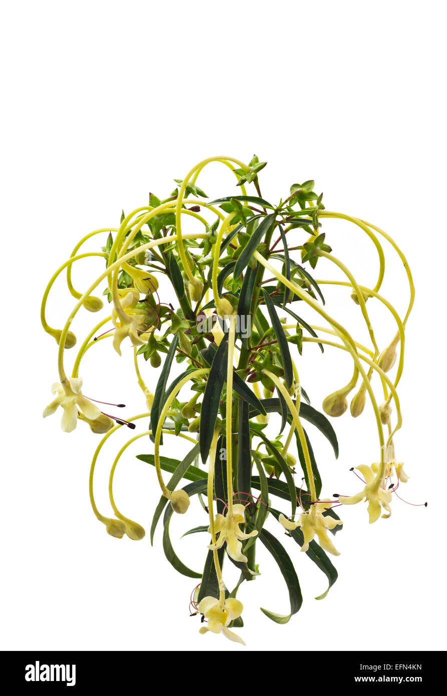 Clerodendrum indicum known as Turk's turban or Tubeflower on white ...