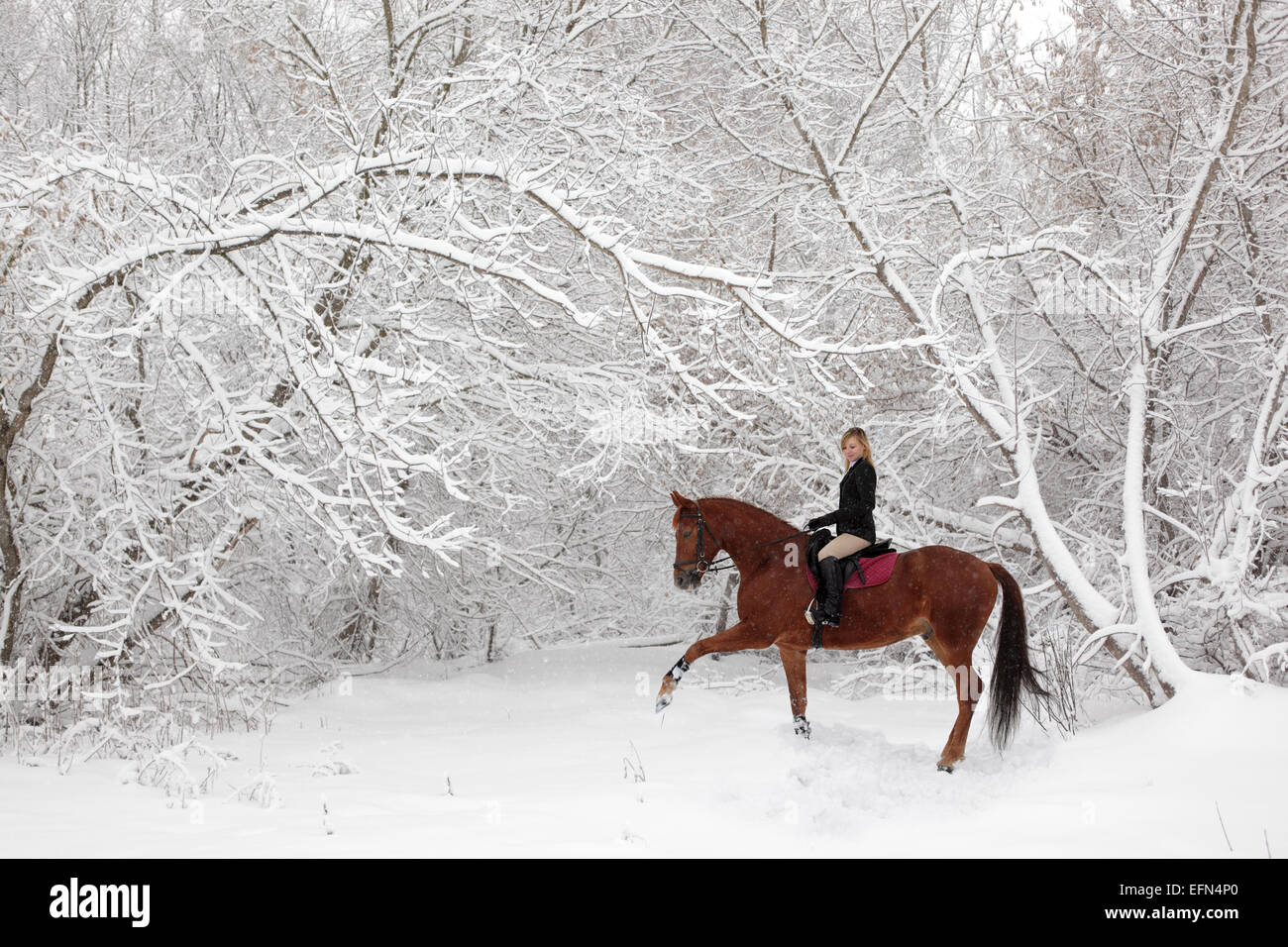 Horse women out horseback riding in scenic winter snowfall Stock Photo ...
