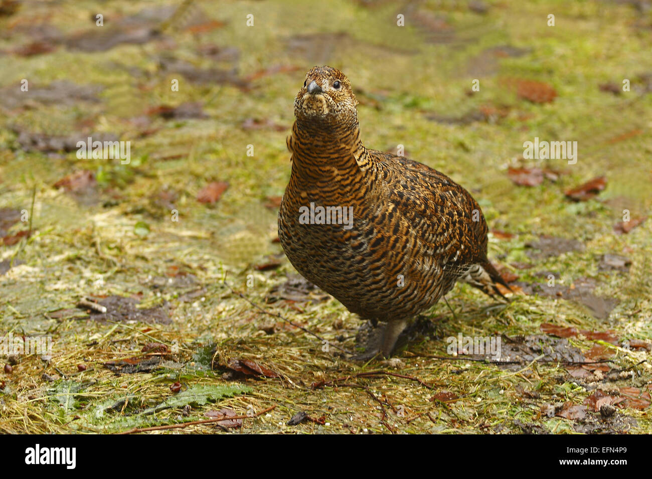 Black Grouse hen yurus tetrix Stock Photo - Alamy