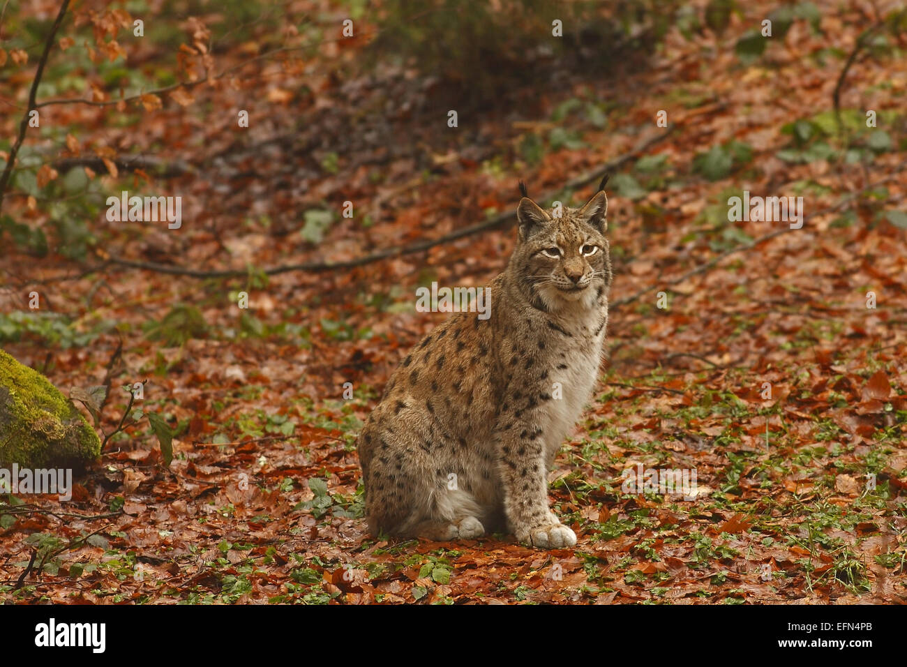 European lynx / Eurasian lynx (Lynx lynx Stock Photo - Alamy