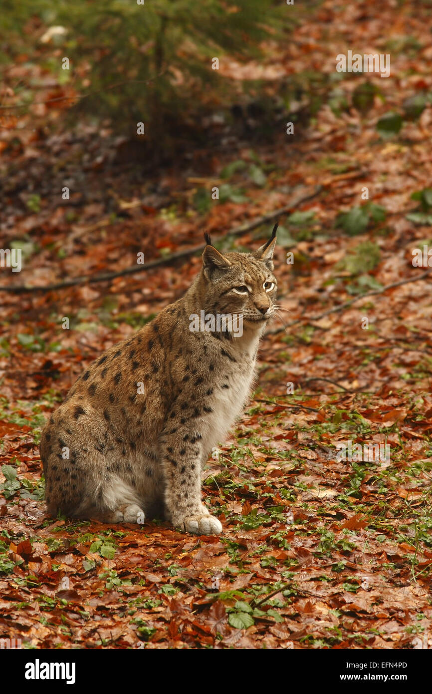 European lynx / Eurasian lynx (Lynx lynx Stock Photo - Alamy