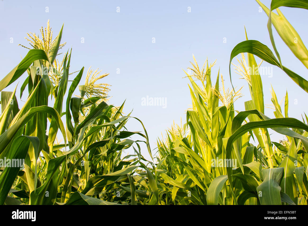 Corn field on blue sky Stock Photo - Alamy