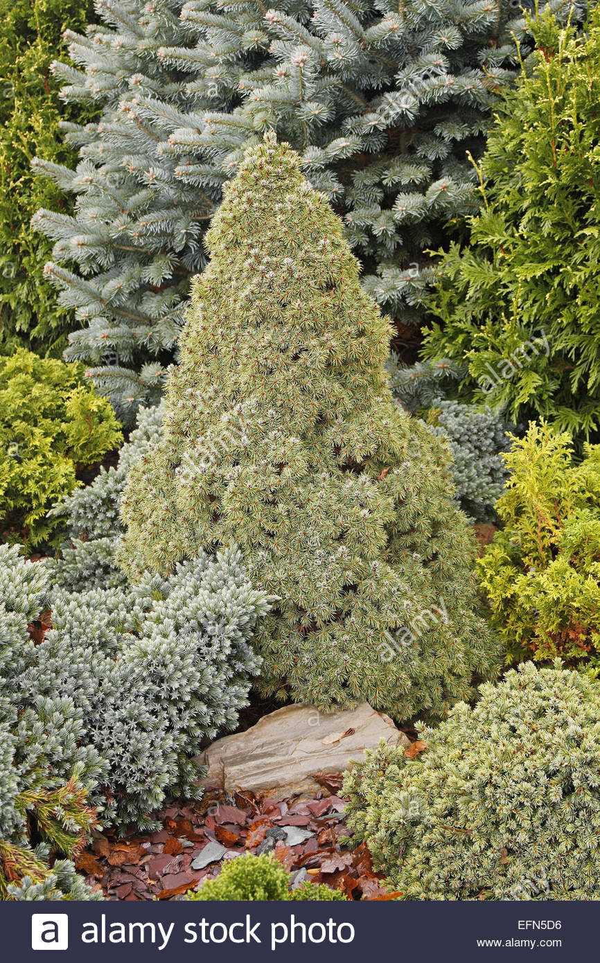 Picea Glauca Conica Stock Photos & Picea Glauca Conica Stock Images - Alamy