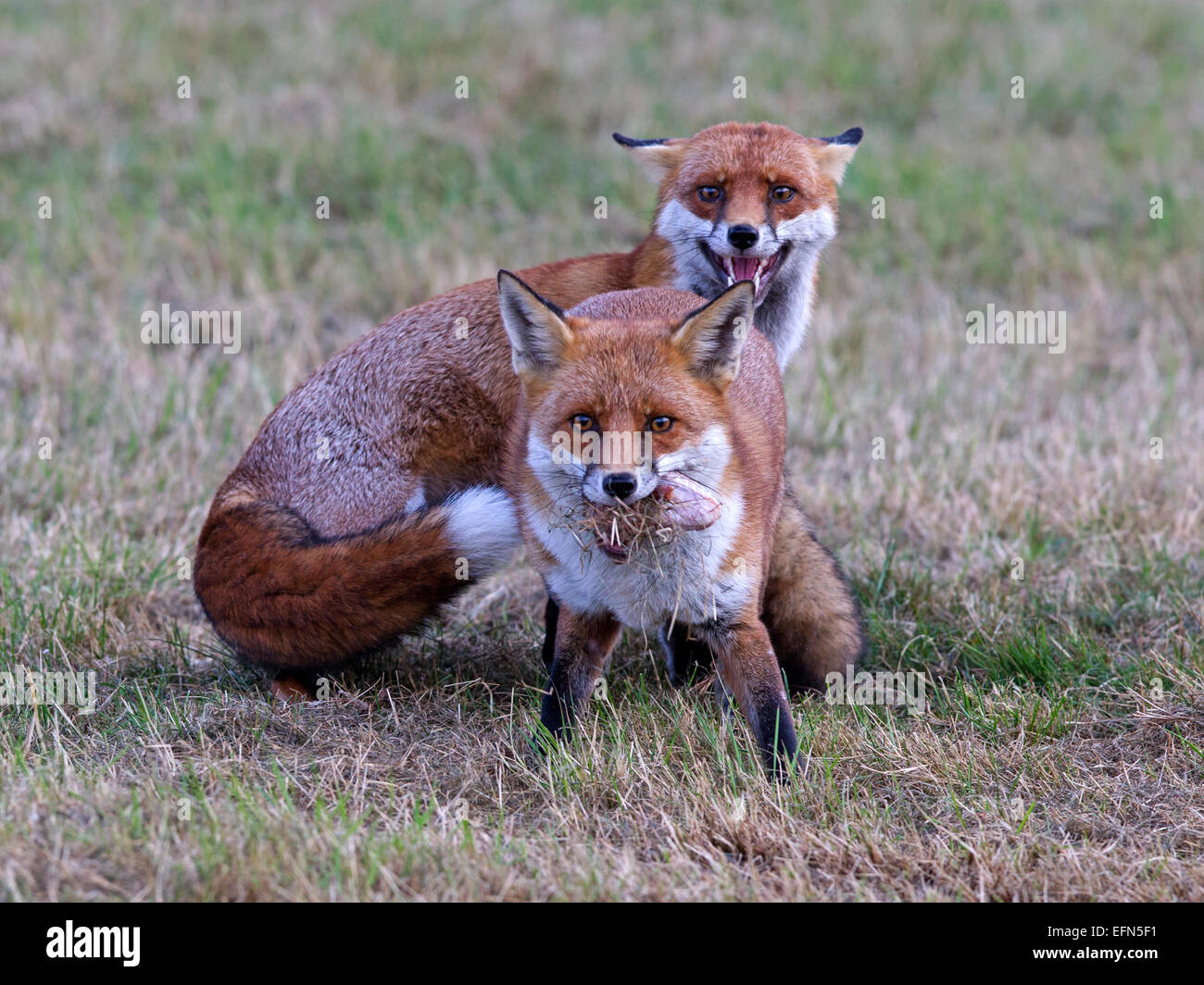 Red fox vulpes pair hi-res stock photography and images - Alamy