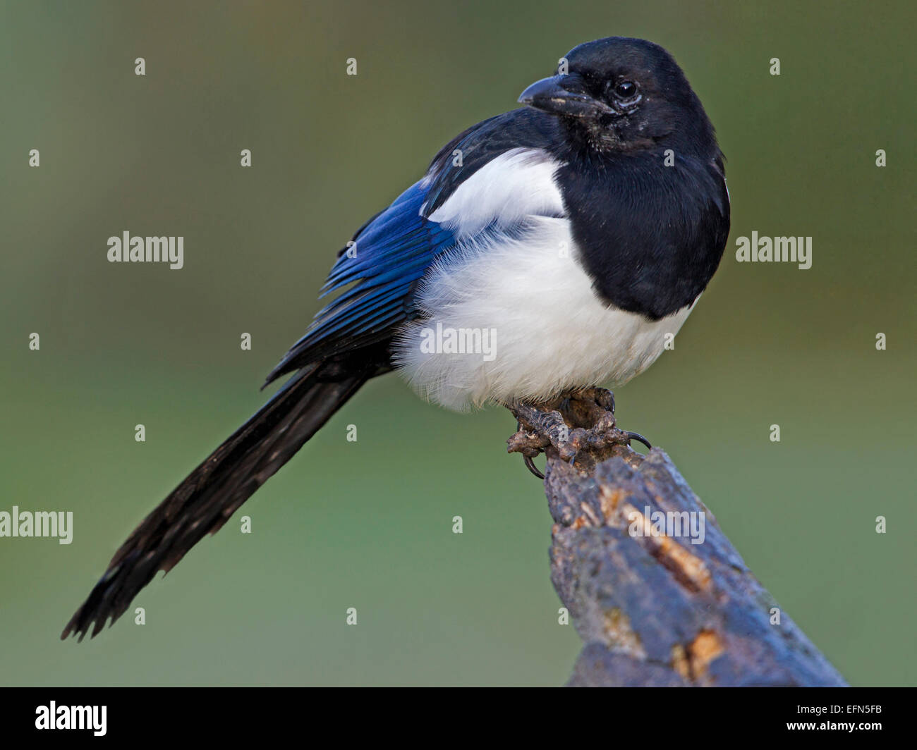 Magpie and stump hi-res stock photography and images - Alamy