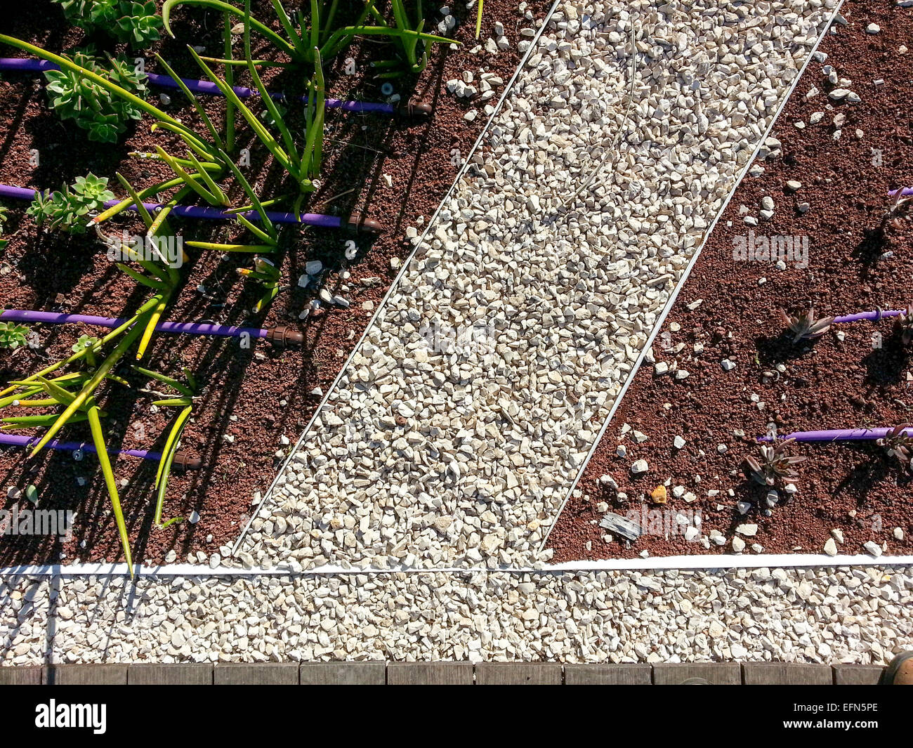 Ecological gardening. Drip irrigation in a tuff covered Flower bed. The ...