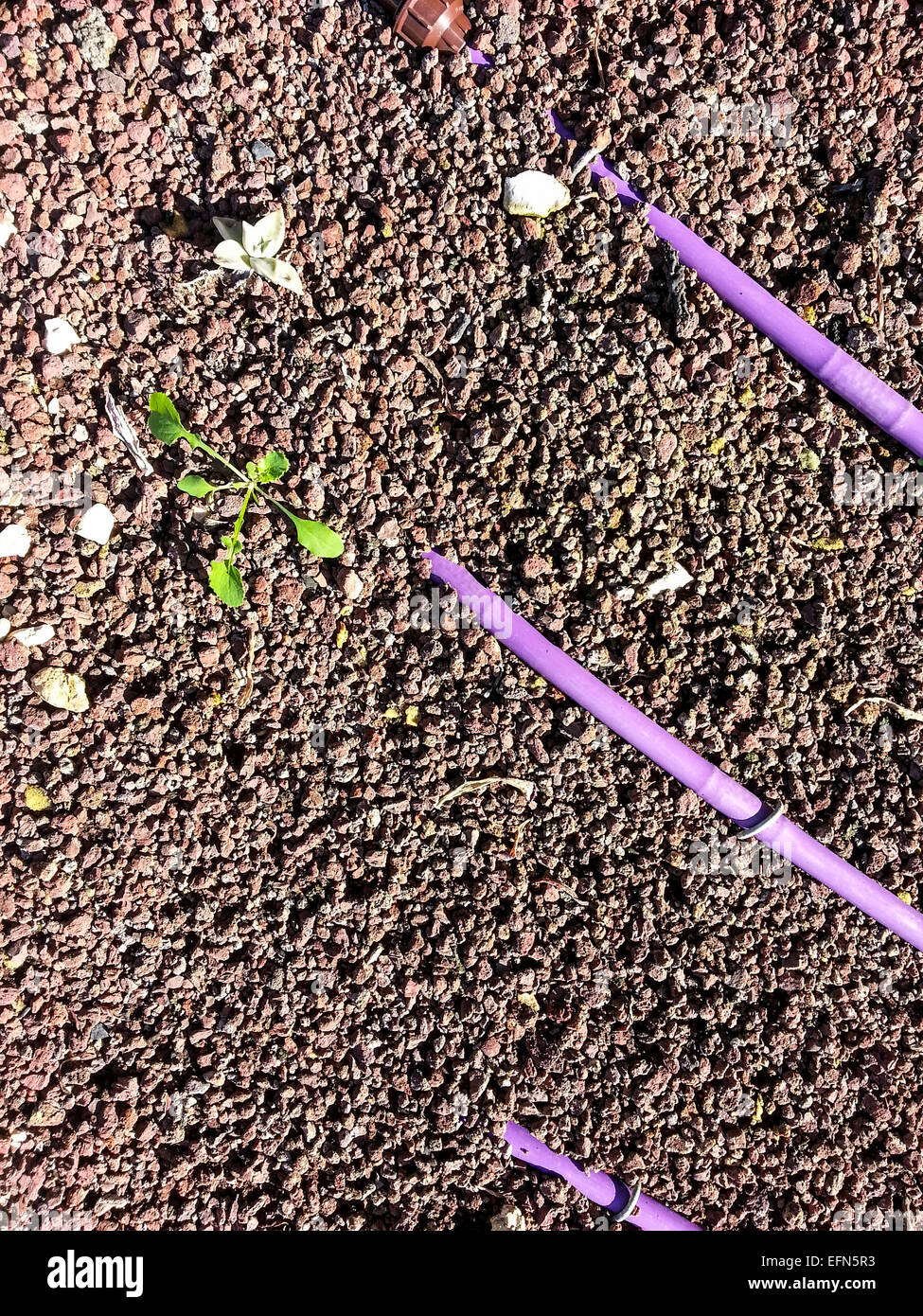 Ecological gardening. Drip irrigation in a tuff covered Flower bed. The ...