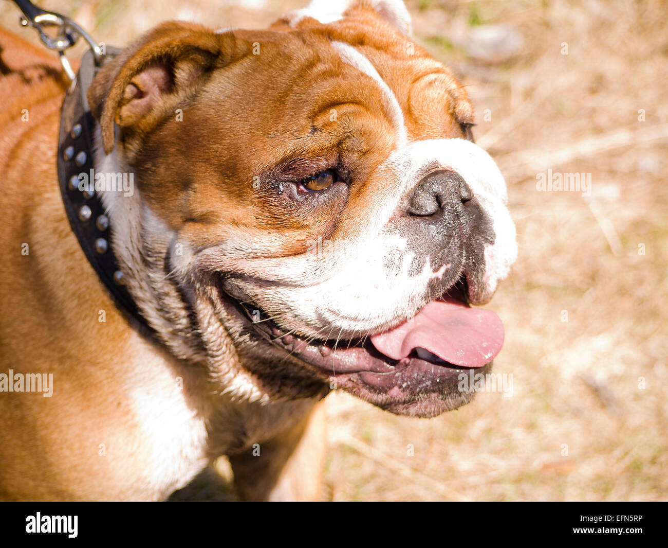 Portrait of bulldog outside Stock Photo - Alamy