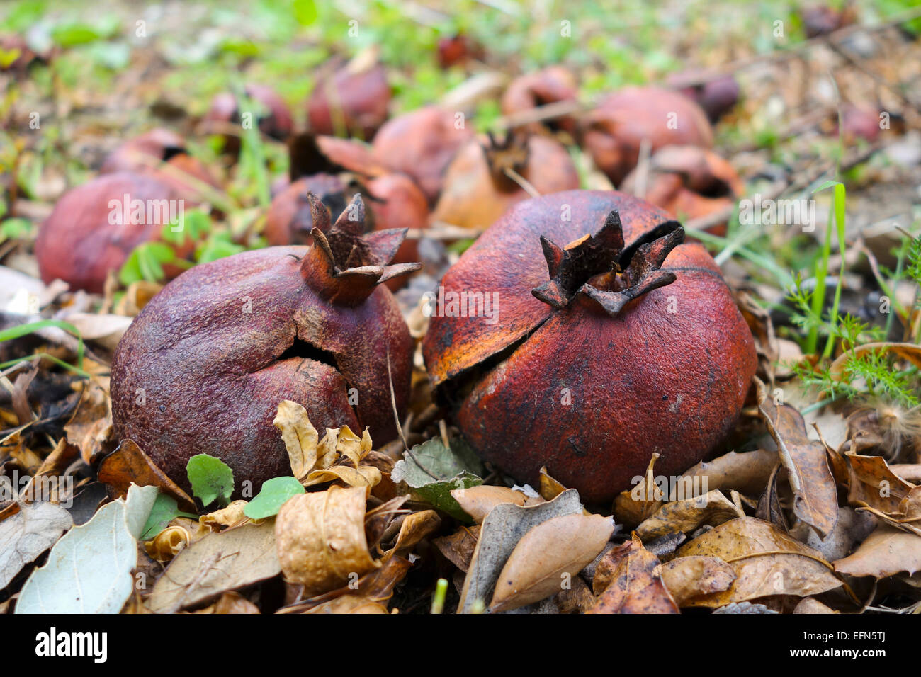 Close-up of fallen dead pomegranates (Punica granatum) fallen of tree ...