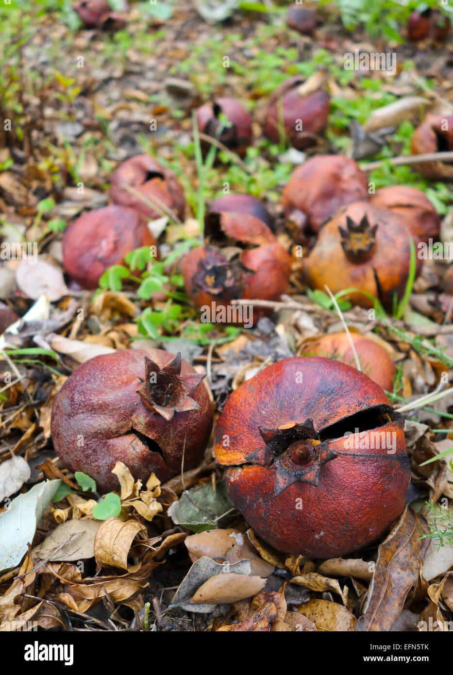Close-up of fallen dead pomegranates (Punica granatum) fallen of tree ...