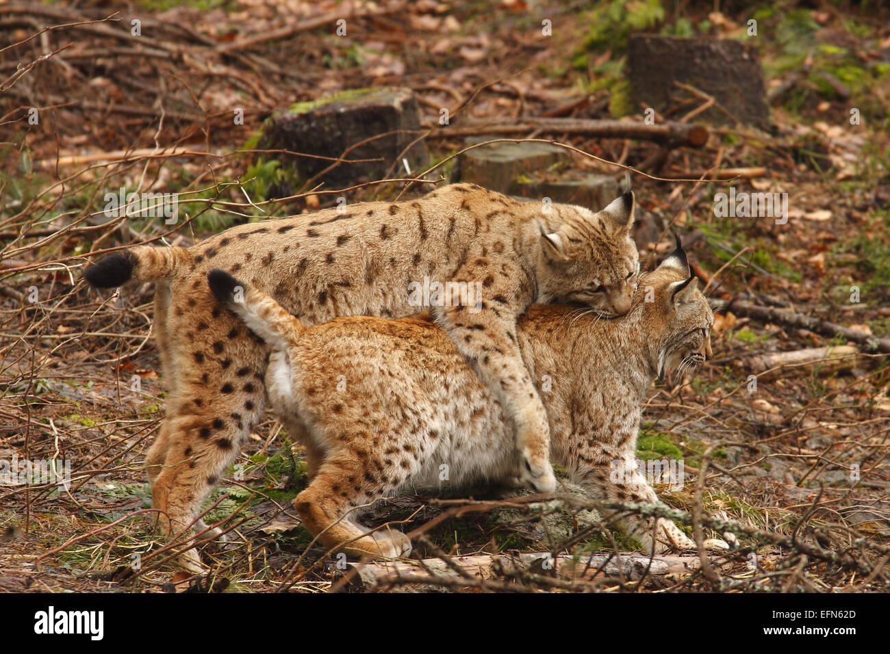 European lynx / Eurasian lynx (Lynx lynx Stock Photo - Alamy