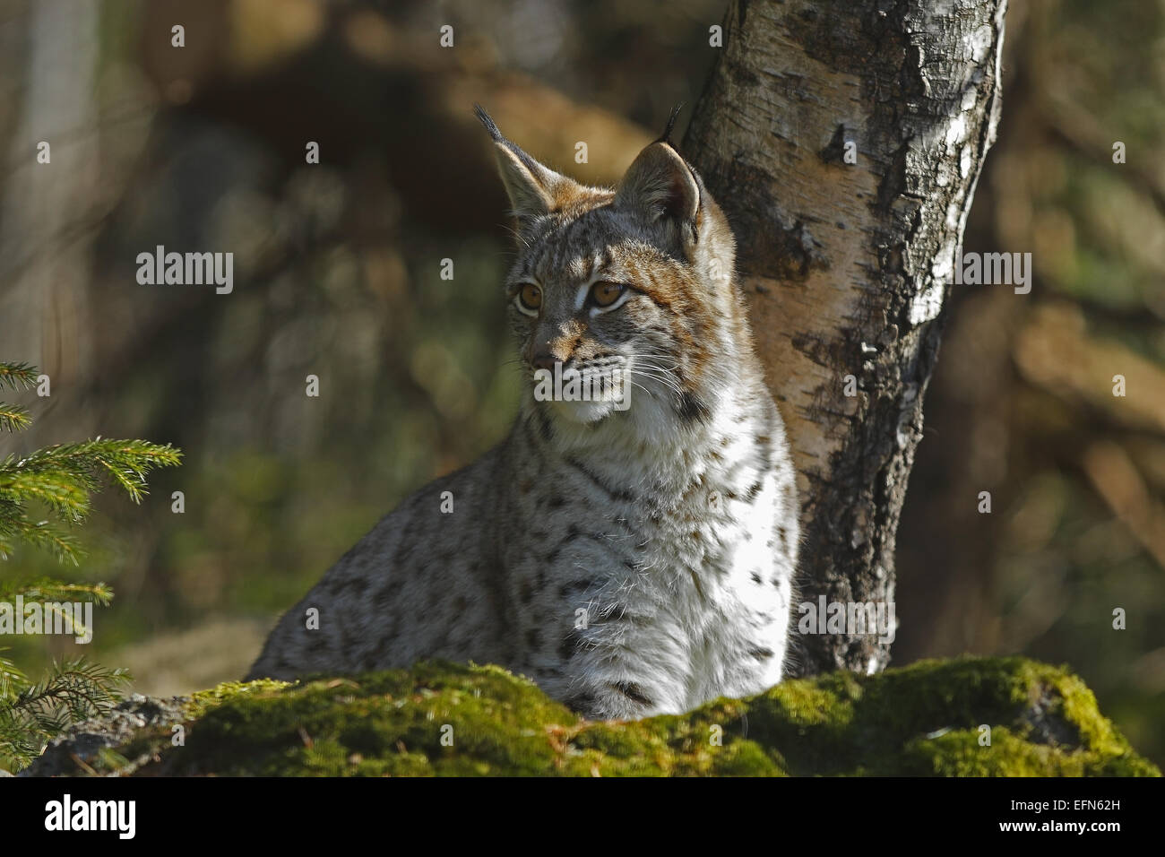 European lynx / Eurasian lynx (Lynx lynx Stock Photo - Alamy