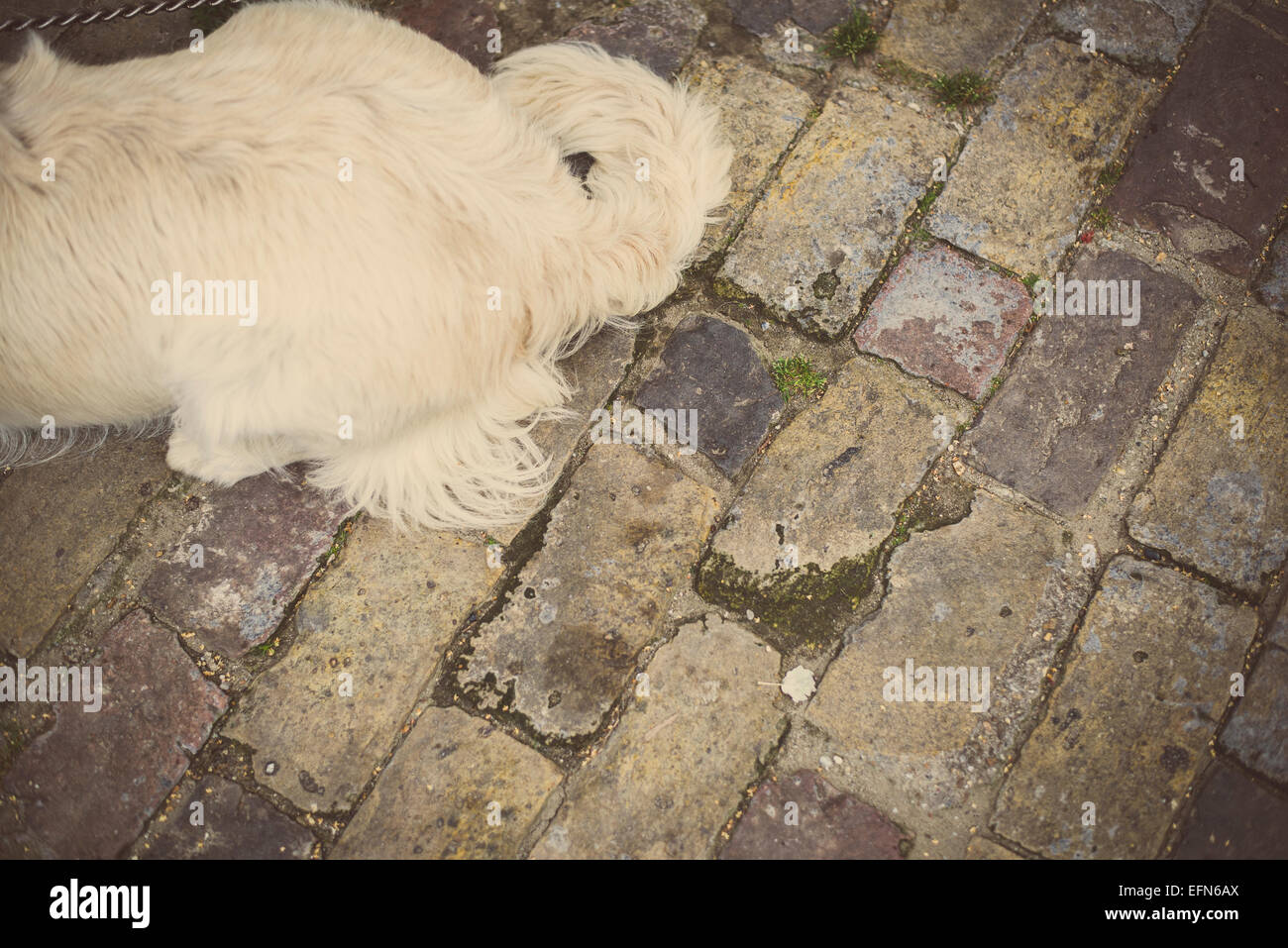 fragment of golden retriever dog lying on brick pavement Stock Photo ...