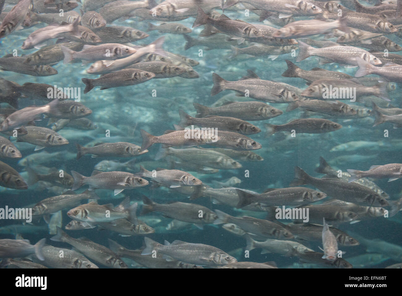 Flock of many big fishes are swiming under water Stock Photo - Alamy