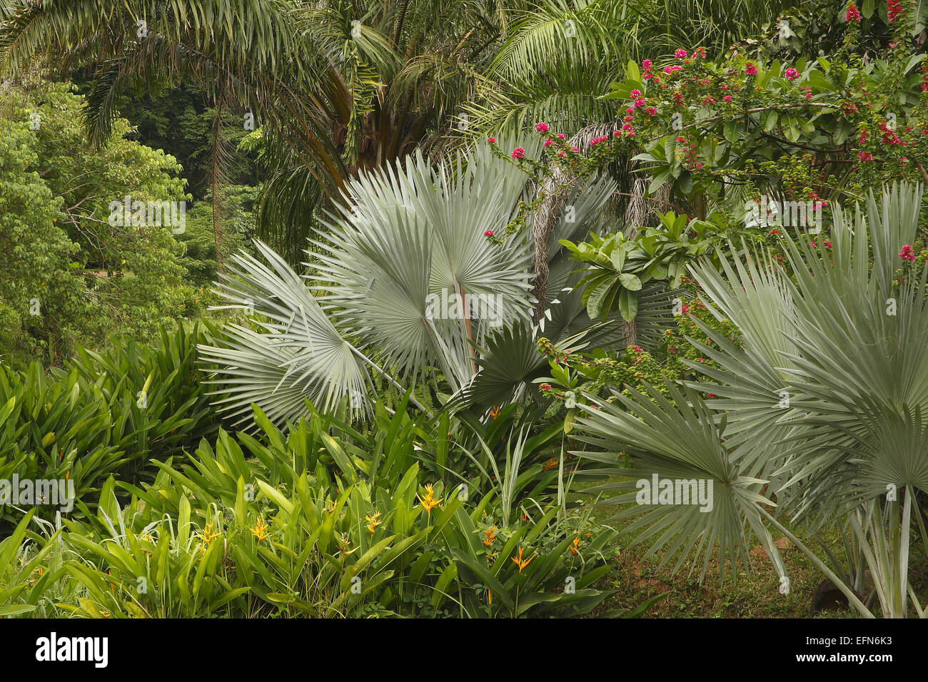 Khao Chong National Park near Krabi, Thailand,Asia Stock Photo - Alamy