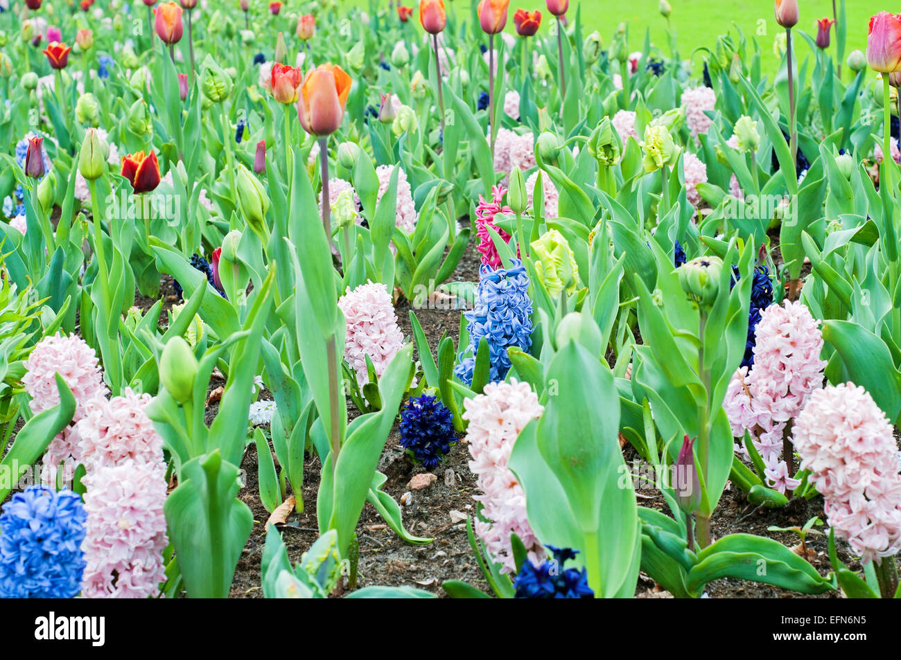 Hyacinths and tulips. Spring landscape Stock Photo - Alamy