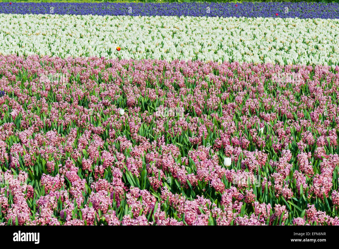 Field of hyacinth Stock Photo - Alamy