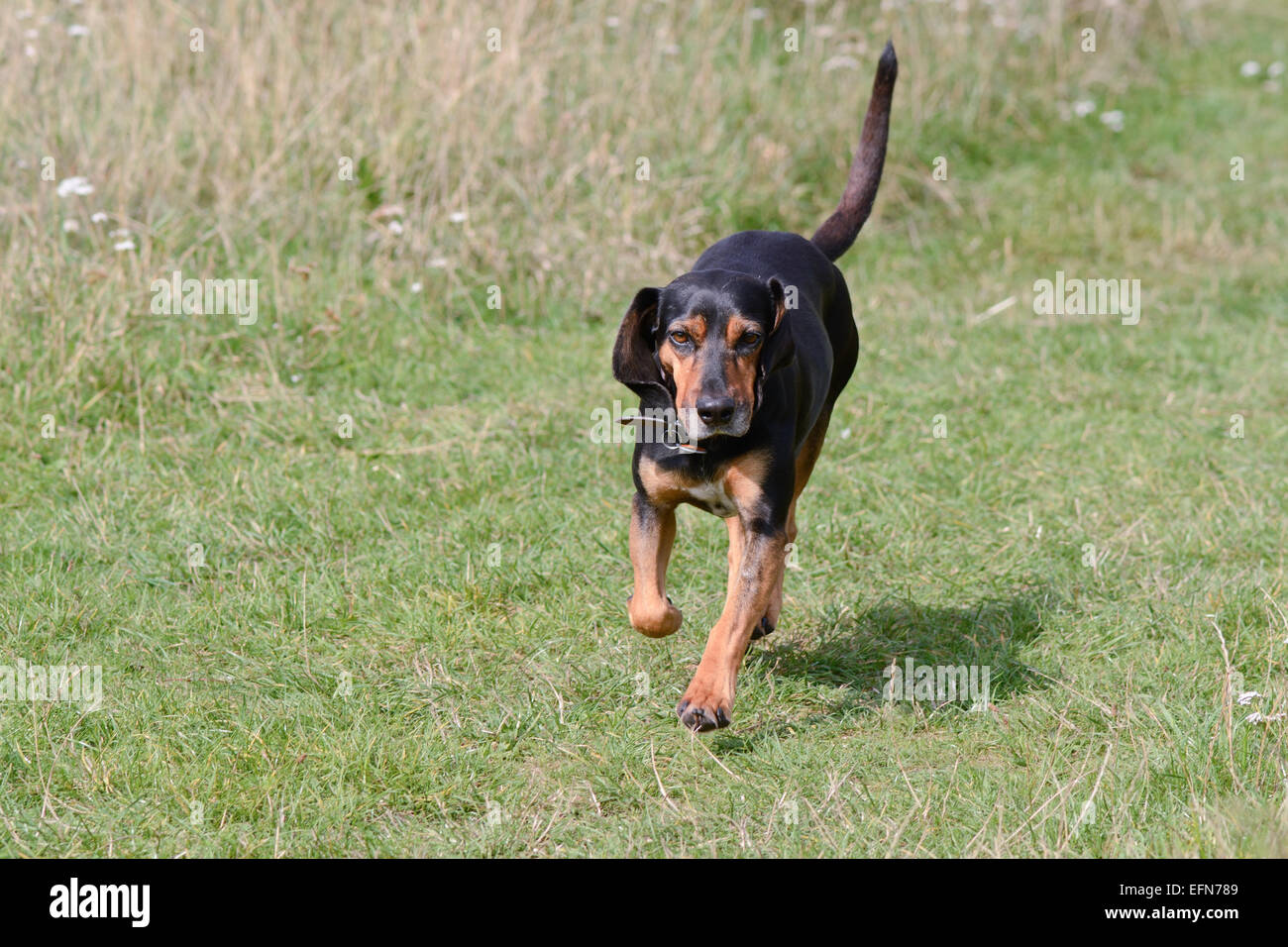 Cypriot bloodhound walking through field Stock Photo - Alamy