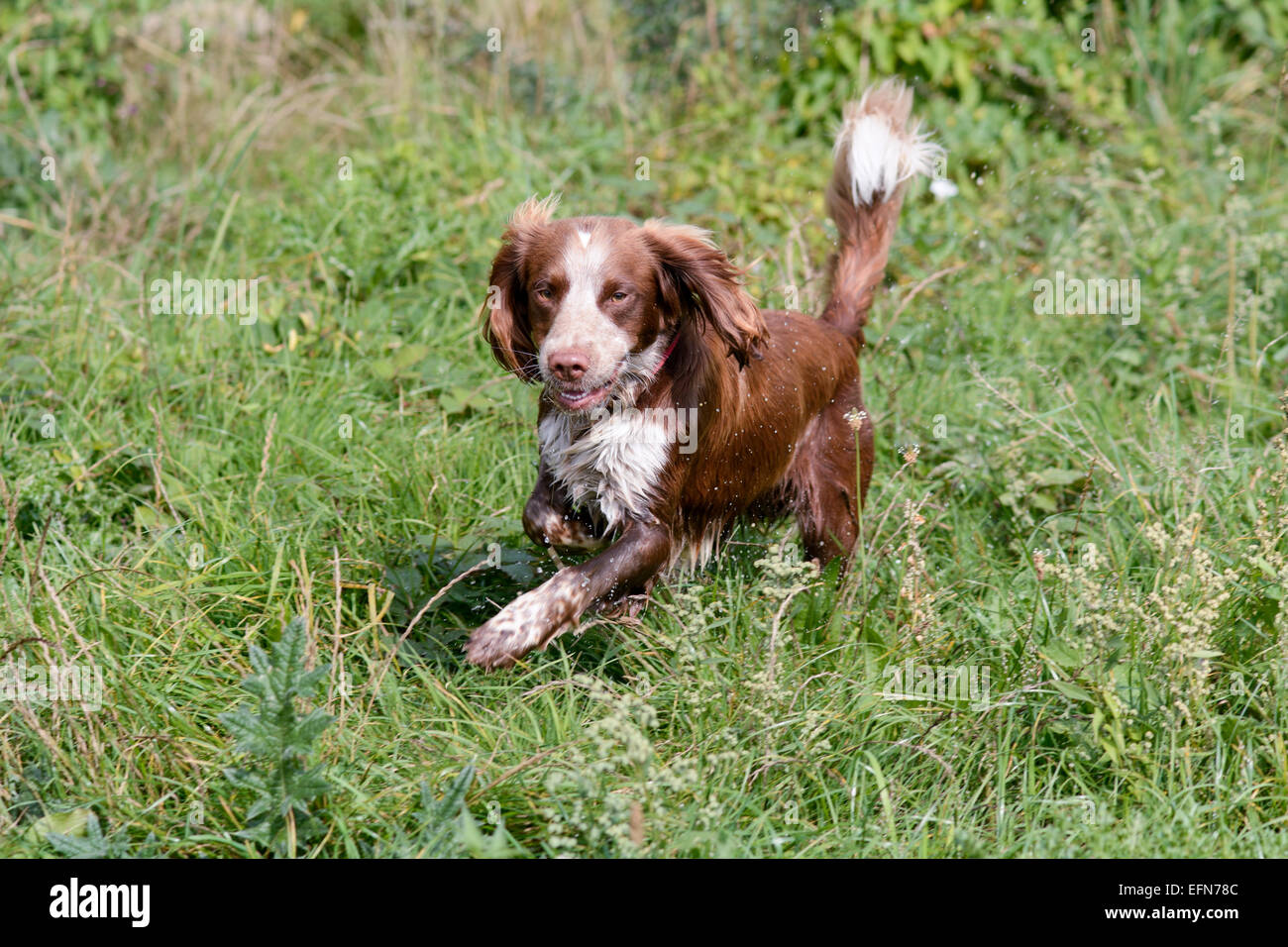 Cocker spaniel running quickly through long grass in field Stock Photo ...