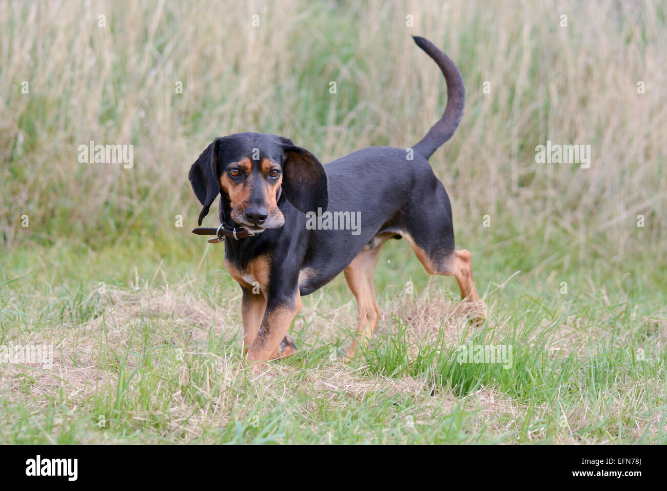 Cypriot bloodhound walking through field Stock Photo - Alamy