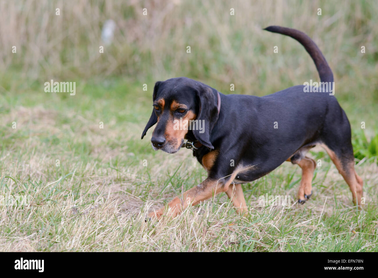Cypriot bloodhound walking through field Stock Photo - Alamy