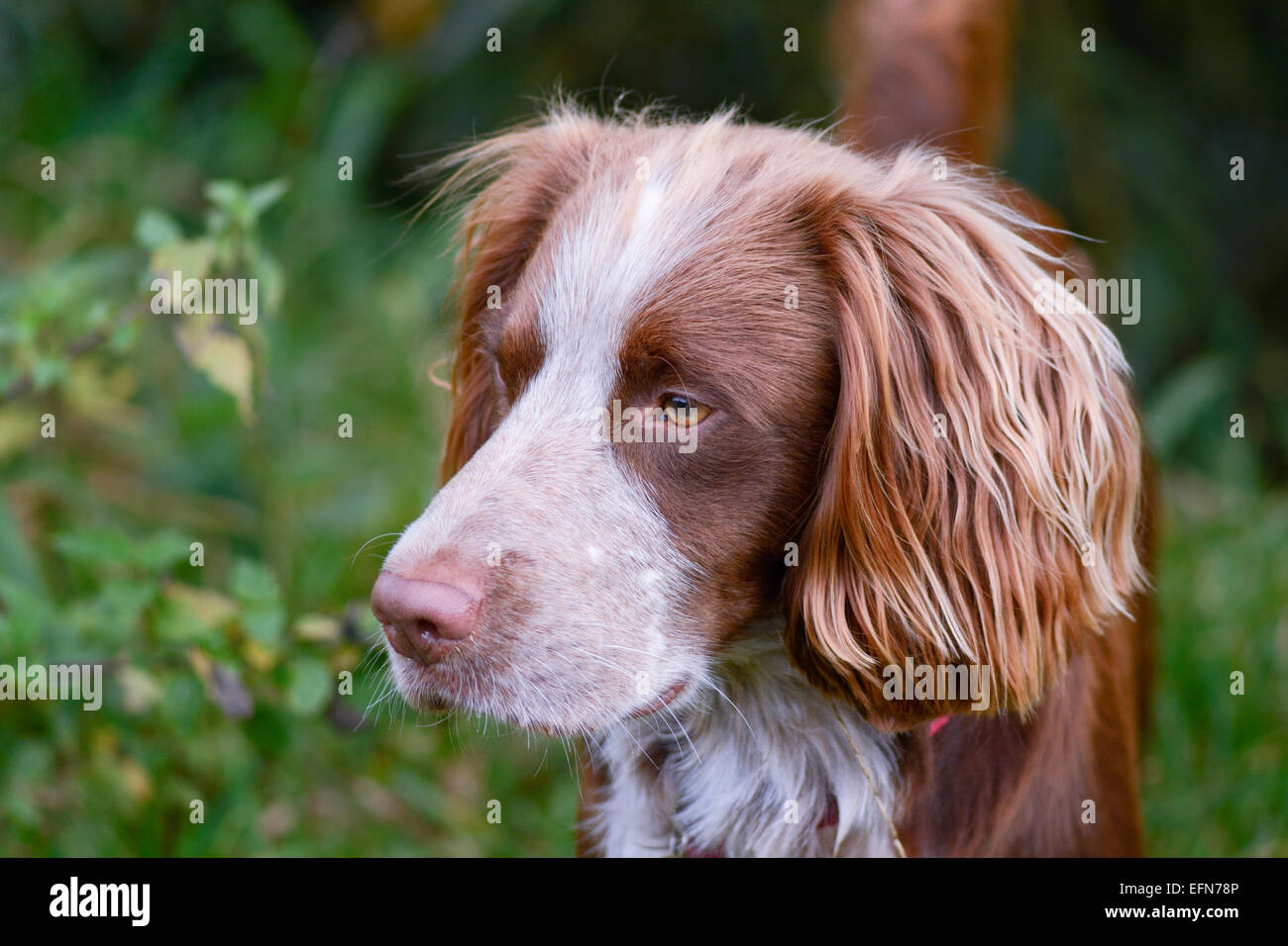 Cocker spaniel portrait hi-res stock photography and images - Alamy