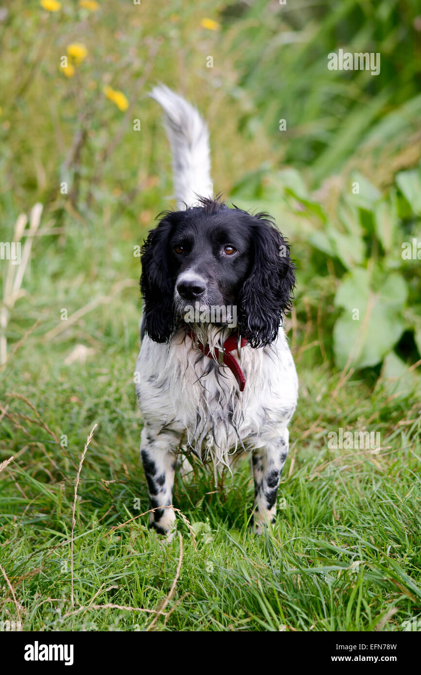 Springer spaniel dog having fun on walk in field Stock Photo - Alamy