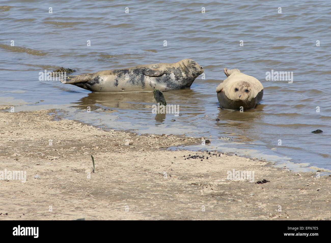 Harbor or common seal foca comun hi-res stock photography and images ...