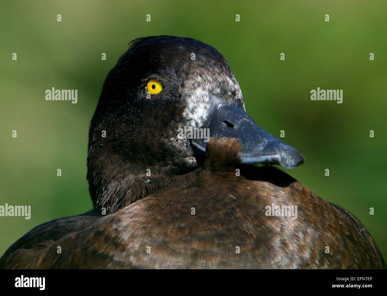 Female Tufted Duck (Aythya fuligula) close-up portrait, facing camera ...