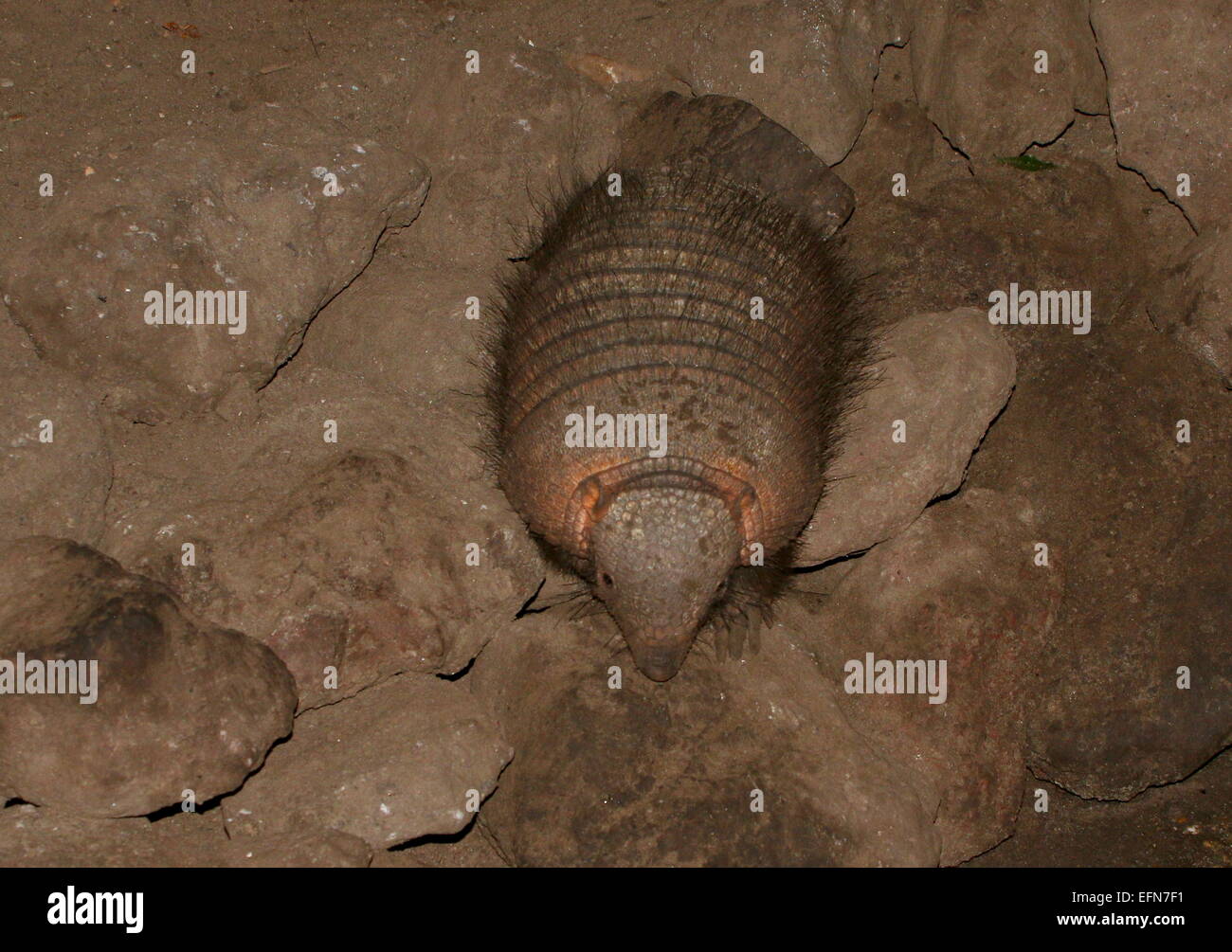Hairy armadillos hi-res stock photography and images - Alamy