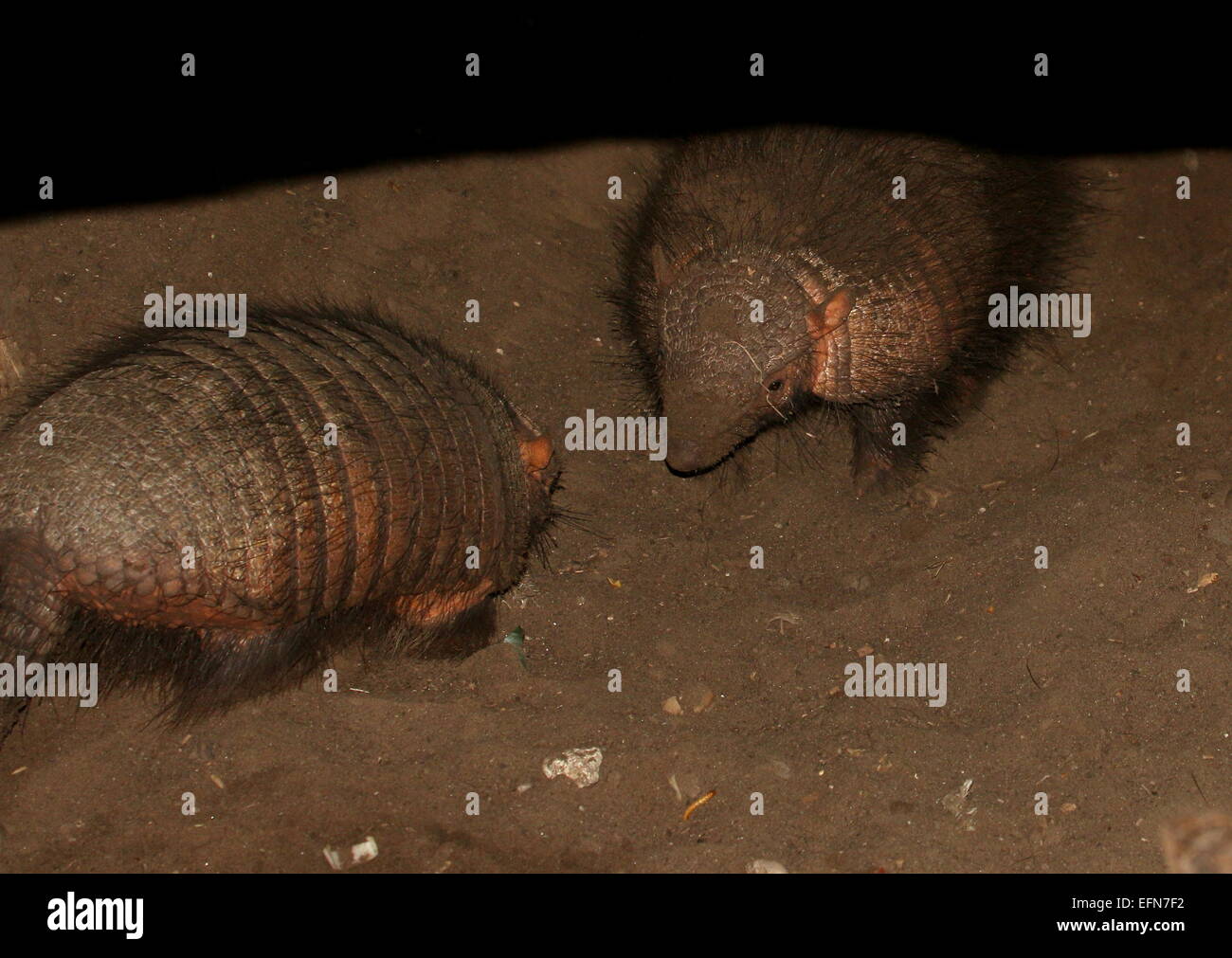 Hairy armadillo walking hi-res stock photography and images - Alamy