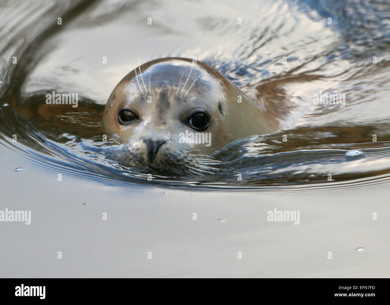 Gewone zeehond hi-res stock photography and images - Alamy