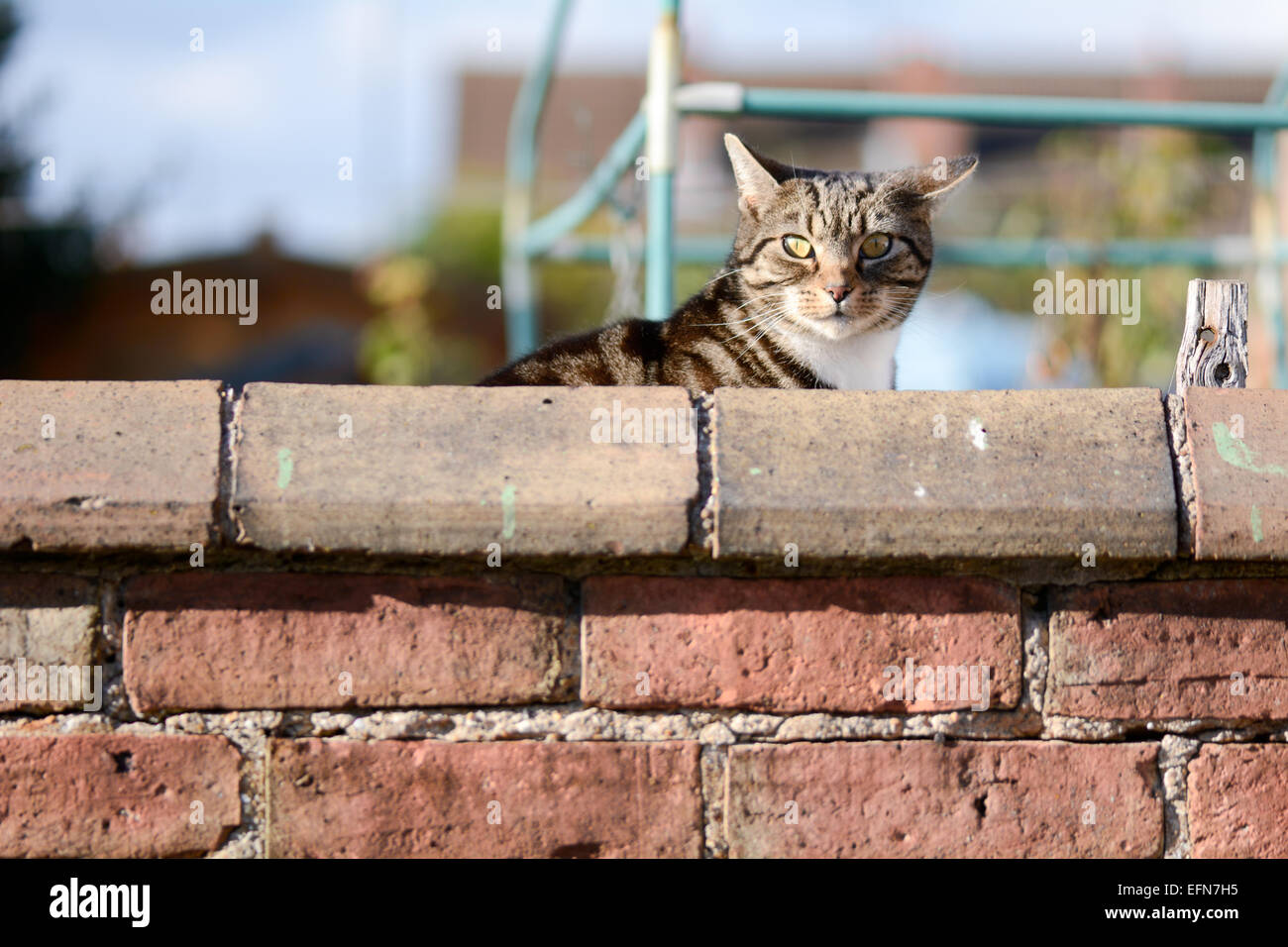 Tabby cat looking over brick wall twitching ears at funny angle Stock ...
