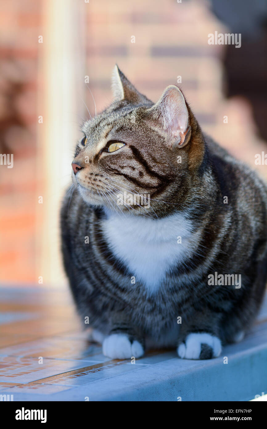 Cat sat in nature hi-res stock photography and images - Alamy