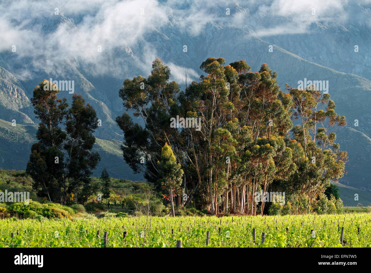 South african vines hi-res stock photography and images - Alamy