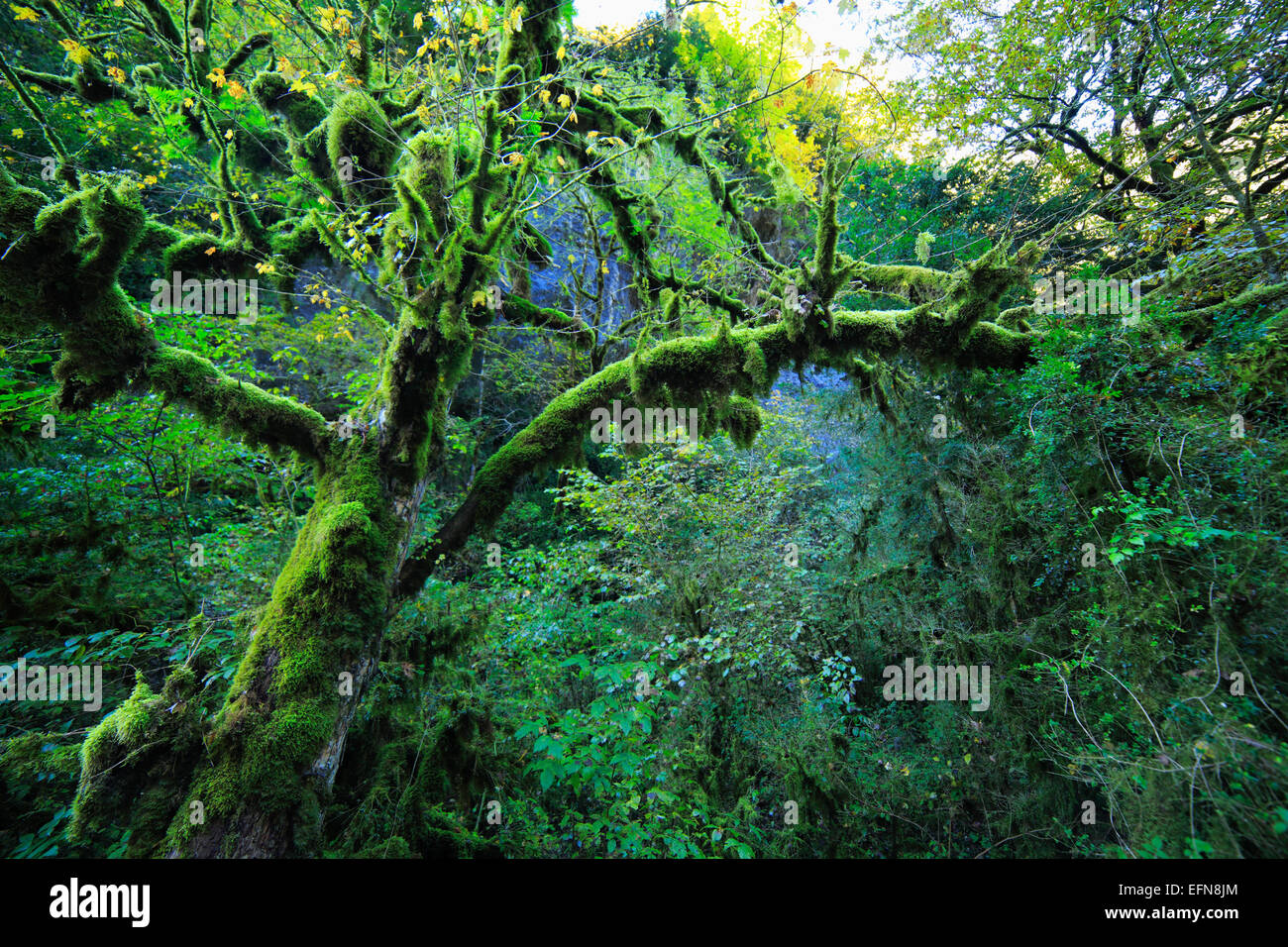 Tree with moss in Caucasus mountains, Abkhazia, Georgia Stock Photo - Alamy