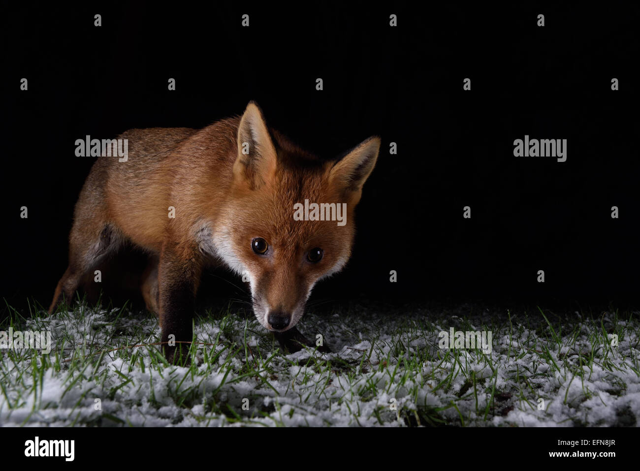 Red fox night hunt hi-res stock photography and images - Alamy