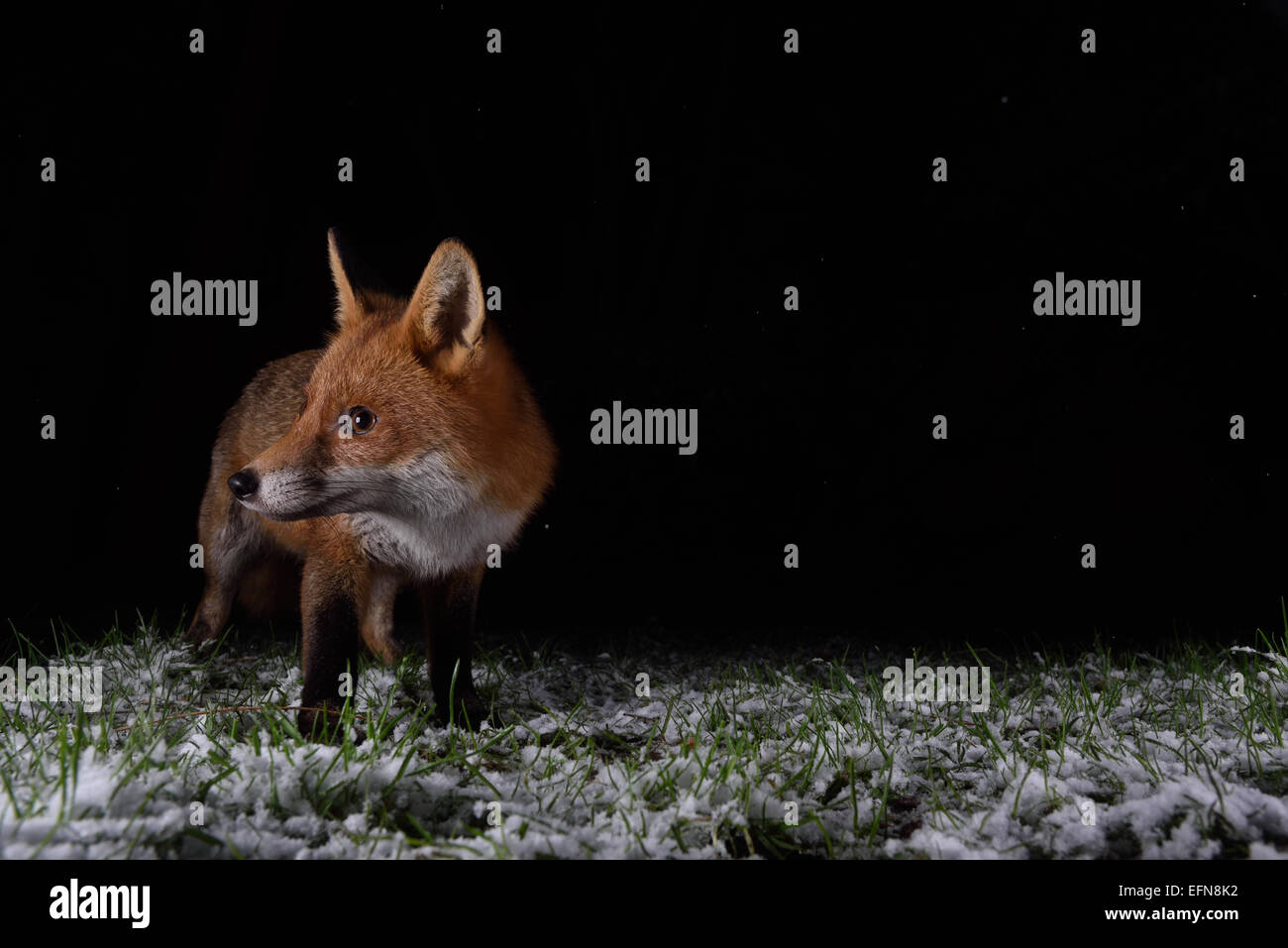 Red fox night hunt hi-res stock photography and images - Alamy