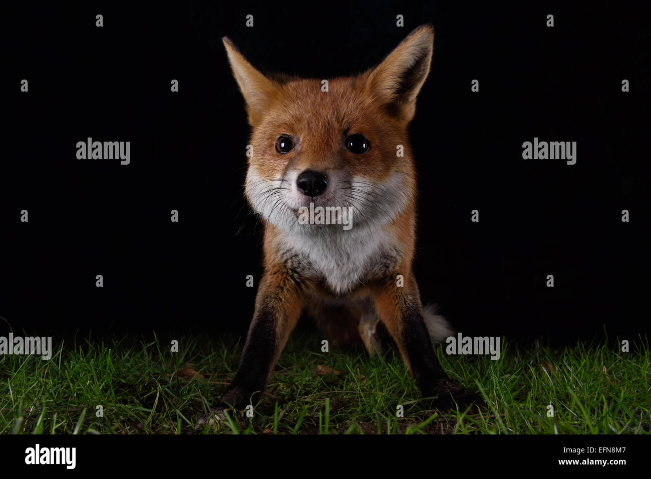 Night wild nature hi-res stock photography and images - Alamy