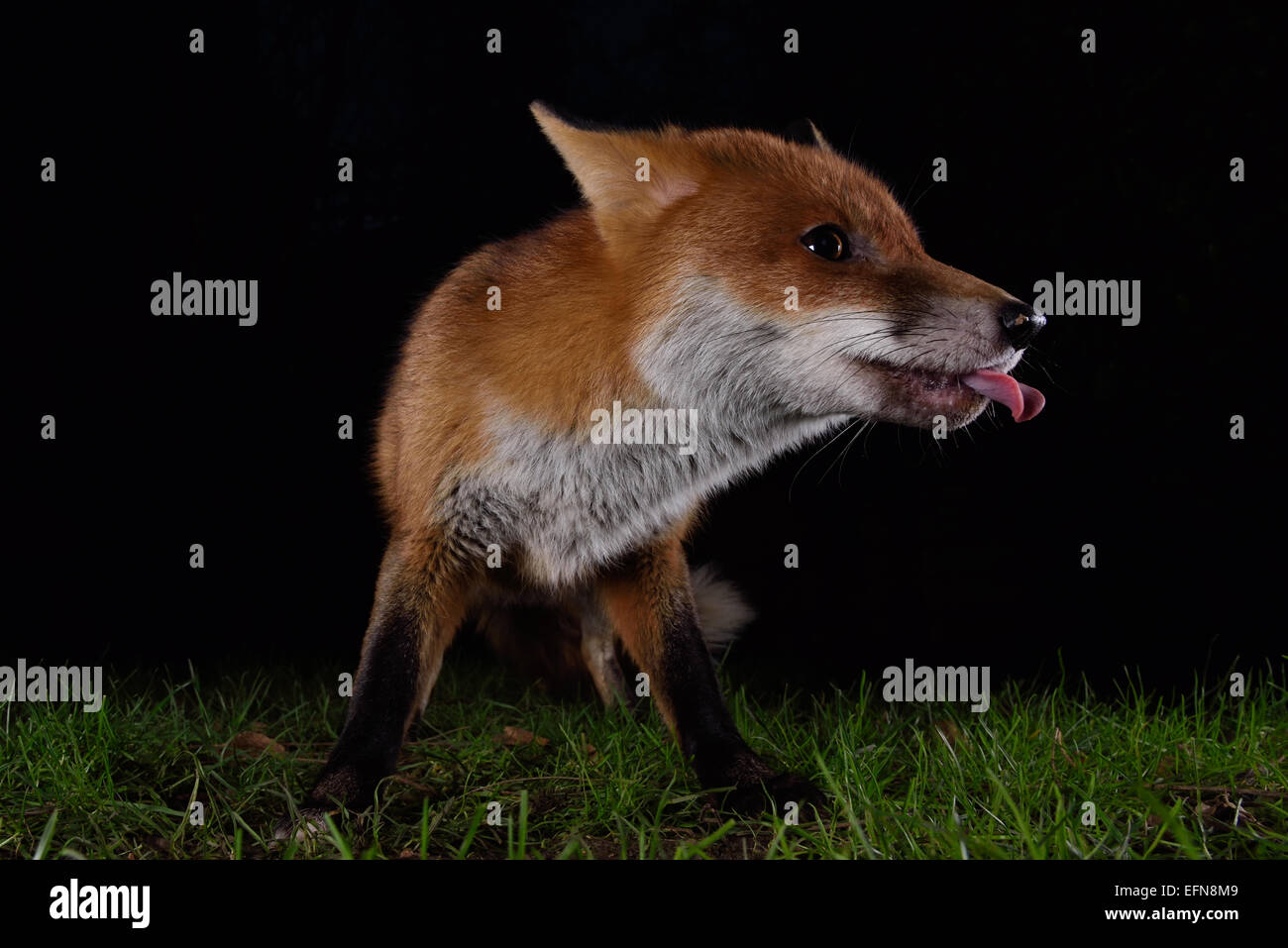 Fox tongue out hi-res stock photography and images - Alamy