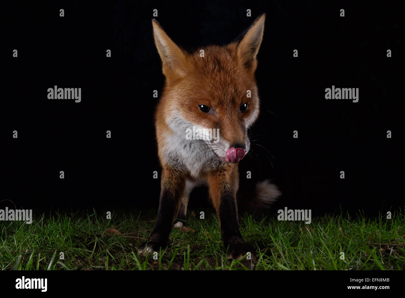 Night wild nature hi-res stock photography and images - Alamy
