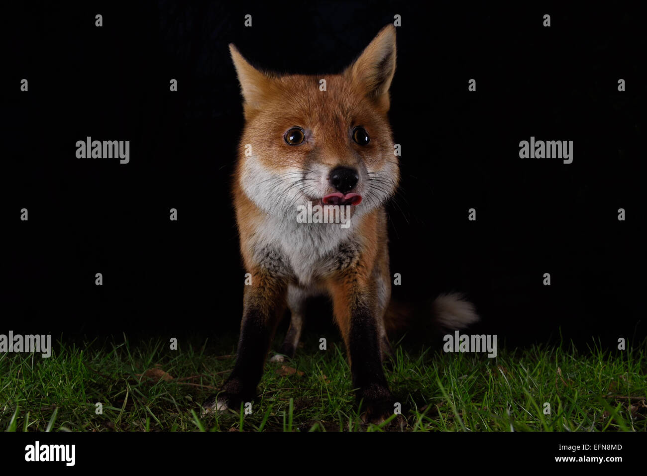 Fox at night Stock Photo - Alamy