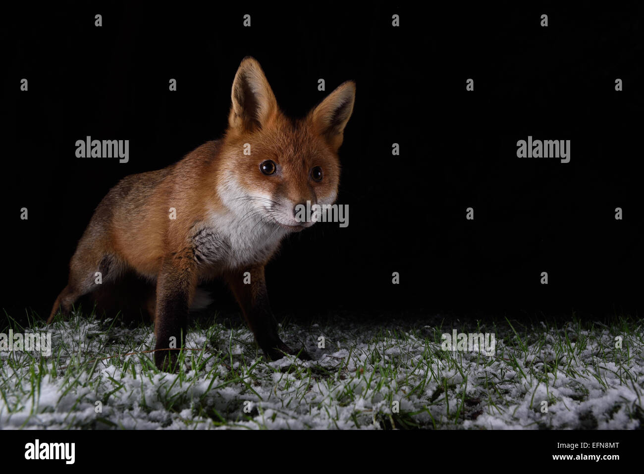 Garden at night uk lighting hi-res stock photography and images - Alamy