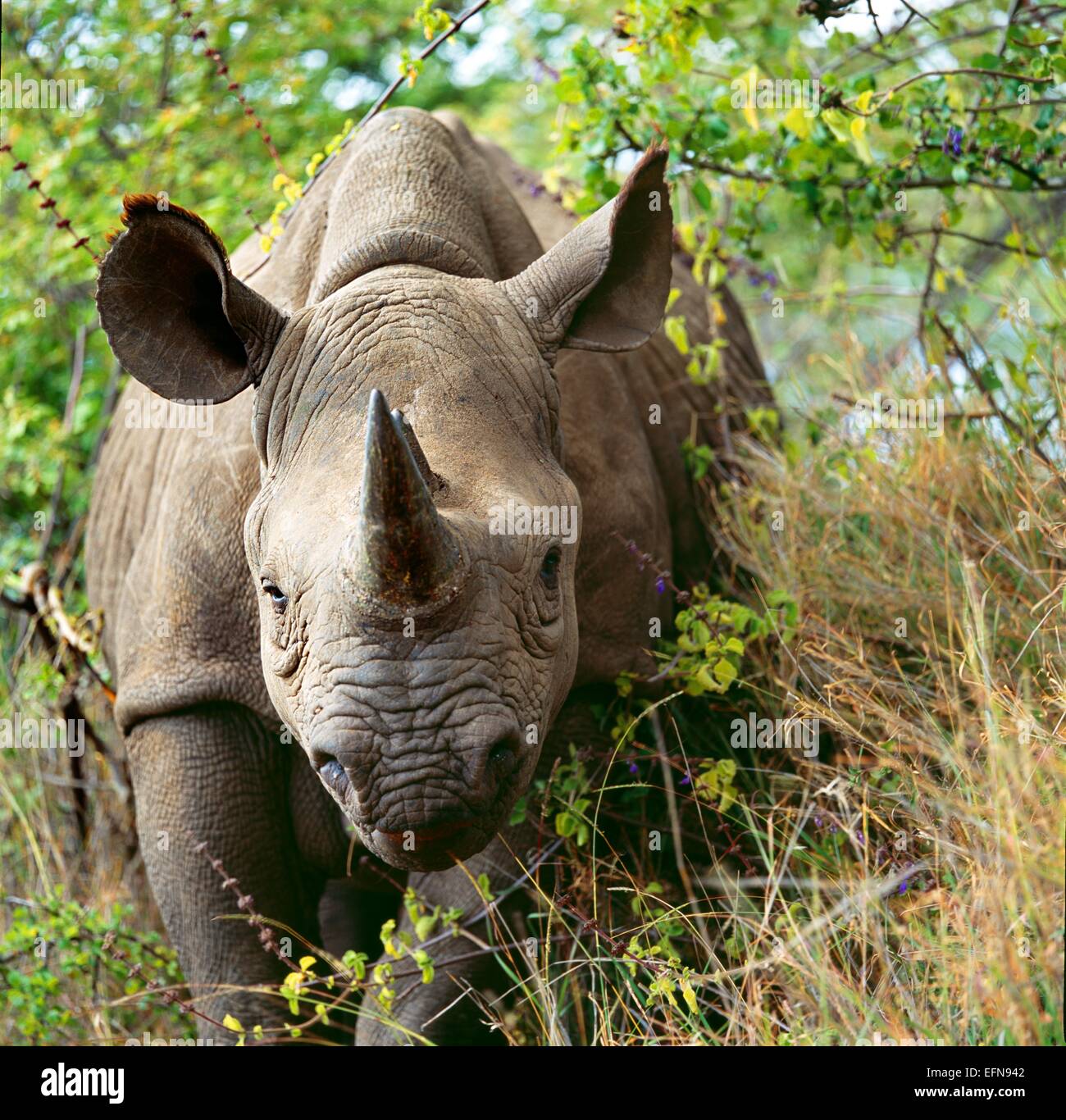 Rhino and savannah hi-res stock photography and images - Alamy