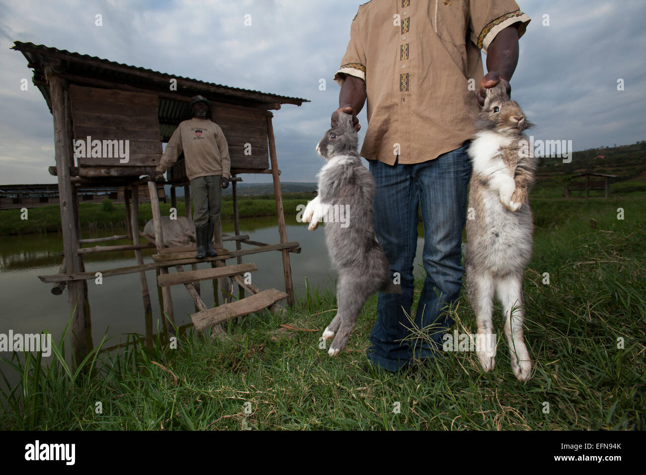 African rabbit hi-res stock photography and images - Alamy