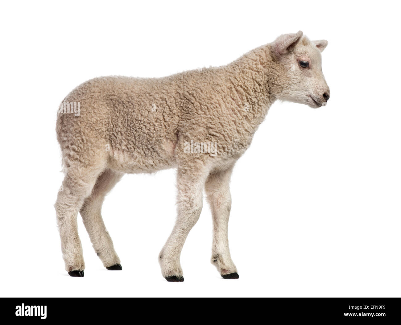 Lamb White Background