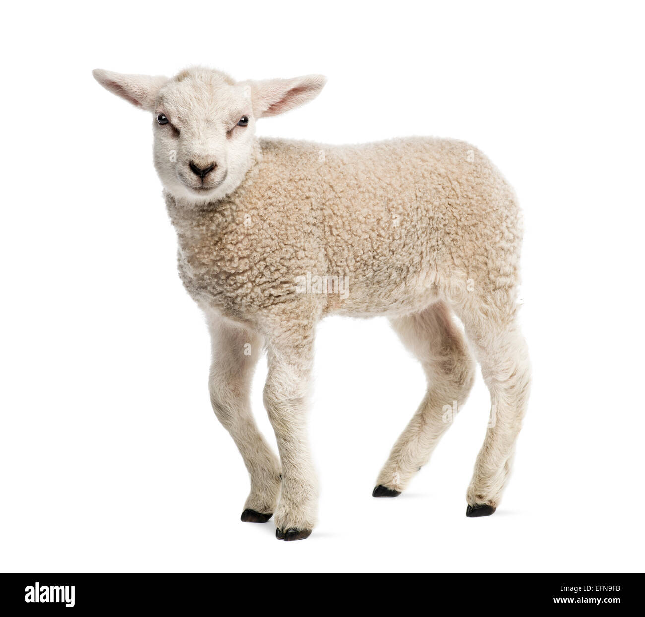 Lamb White Background