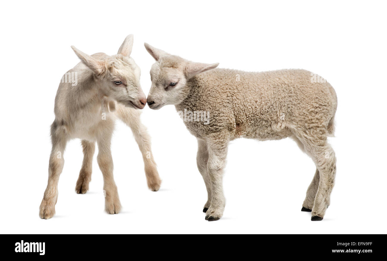 Lamb and goat kid (8 weeks old) standing in front of white background ...