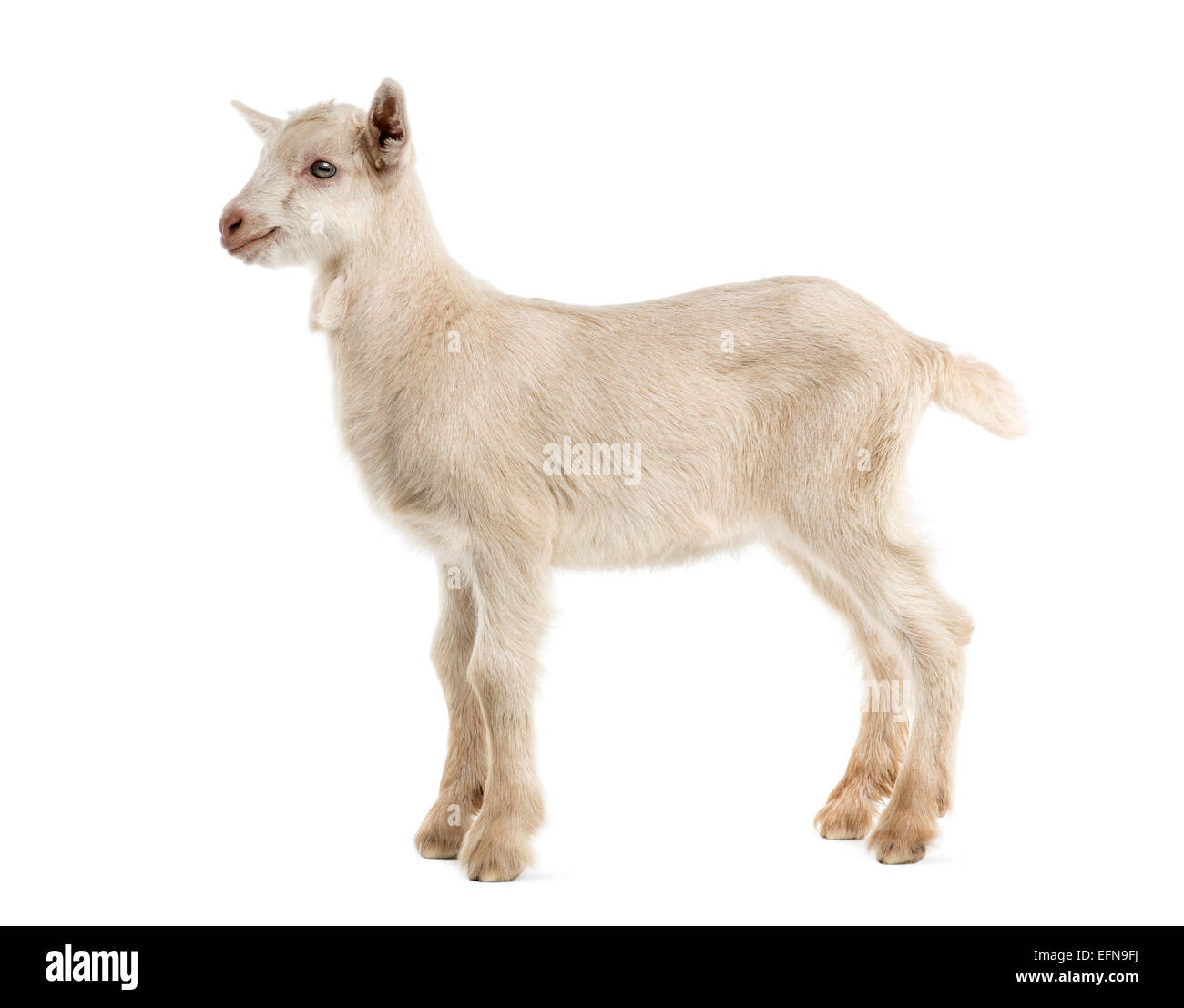 Goat kid (8 weeks old) against white background Stock Photo - Alamy